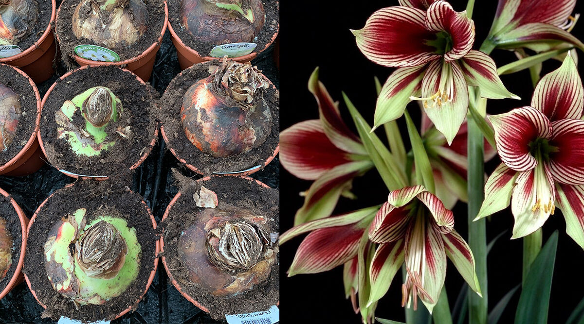 5 tips för att lyckas med amaryllis | Residence Magazine