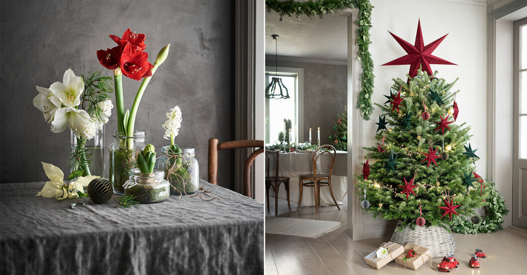 Trendigaste växterna och blommorna julen 2020 | Residence Magazine